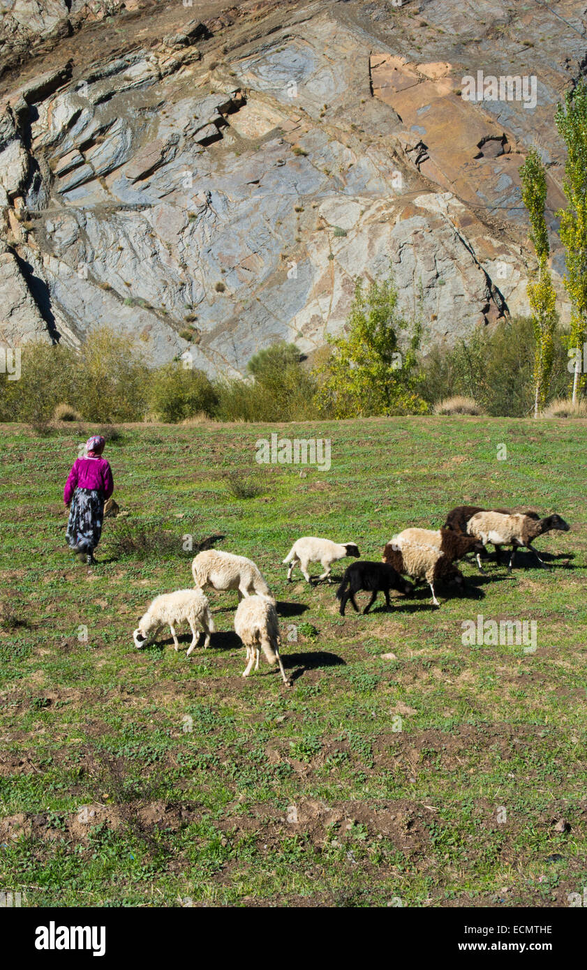 Morocco Taddart in Atlas Mountains old woman sheep herder with sheep in ...