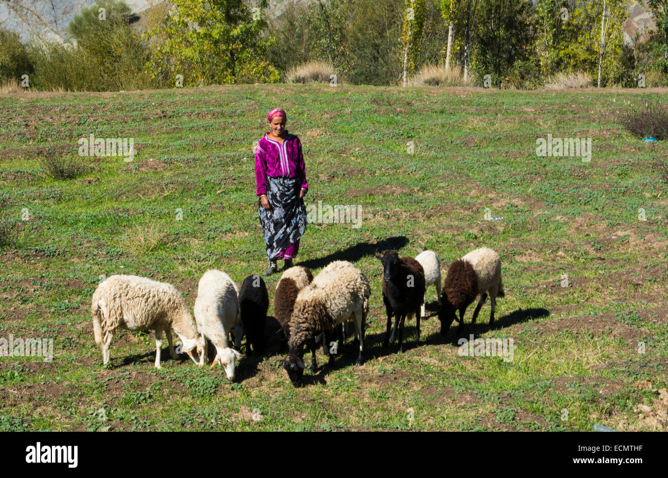 Morocco Taddart in Atlas Mountains old woman sheep herder with sheep in ...