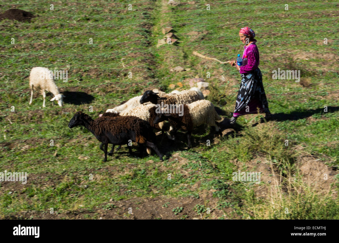 Morocco Taddart in Atlas Mountains old woman sheep herder with sheep in ...