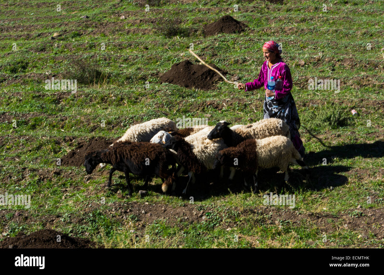 Morocco Taddart in Atlas Mountains old woman sheep herder with sheep in ...