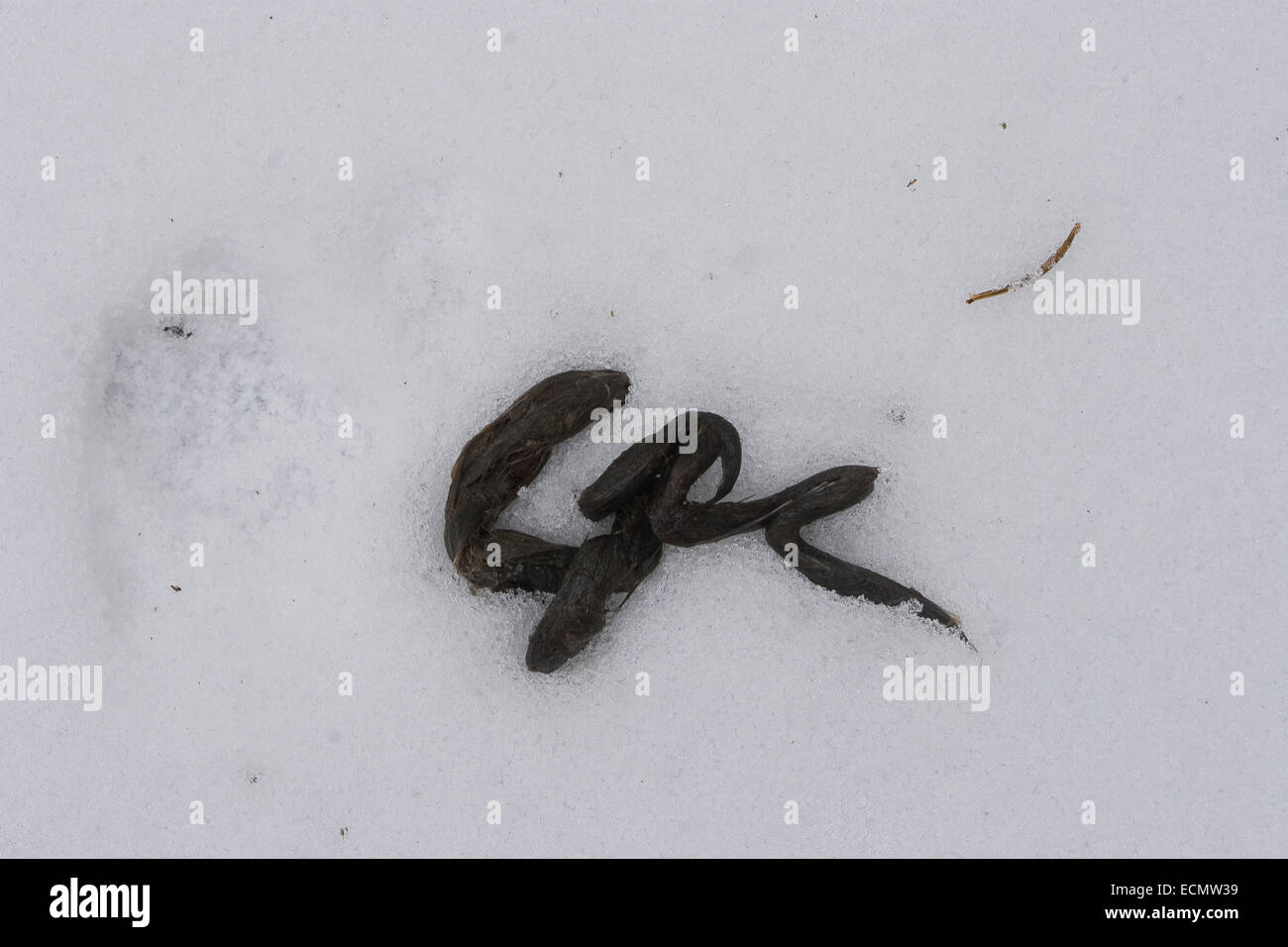 Marten, dropping, excrements, Losung, Kot von einem Marder im Schnee ... Marten, dropping, excrements, Losung, Kot von einem Marder im Schnee ...