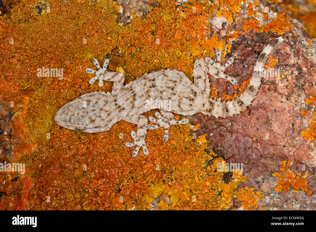 European common geckos hi-res stock photography and images - Alamy