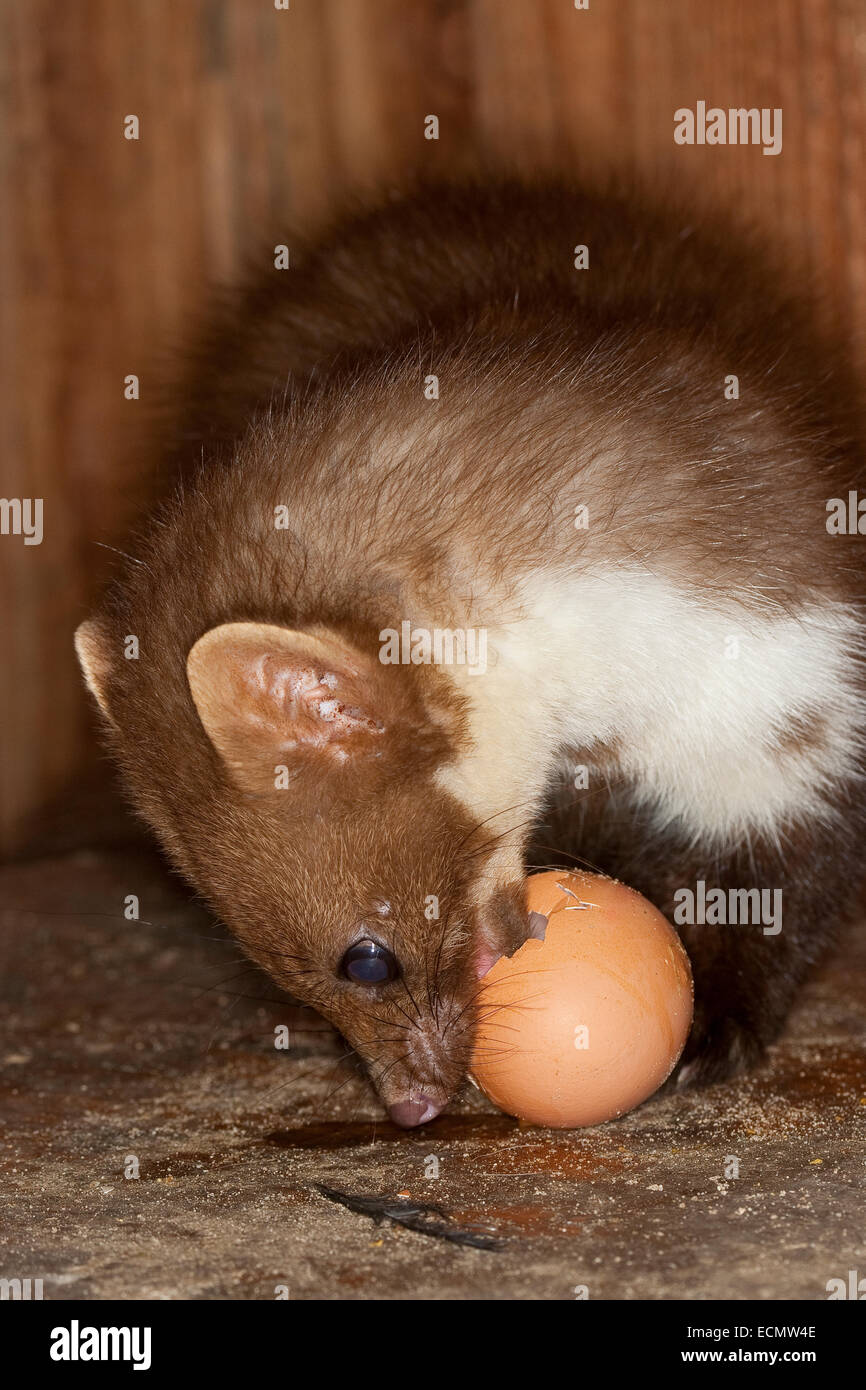 Beech marten, stone marten, hen's egg, Steinmarder, Stein-Marder ...