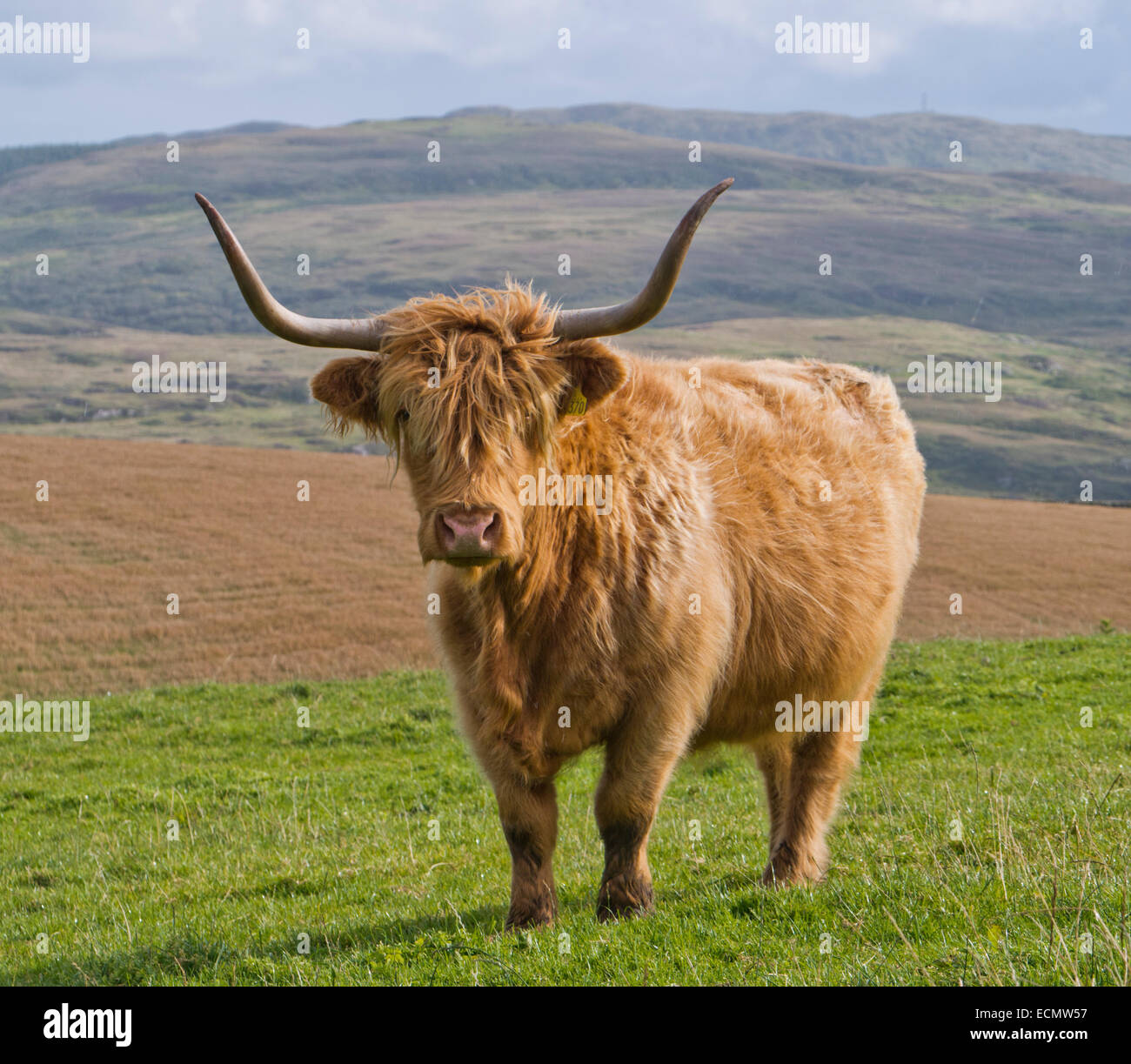 Highland cattle in Scotland Stock Photo - Alamy