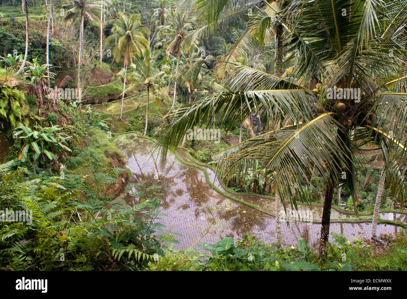 Rice field located around the Kaki Gunung temple in the center of the ...