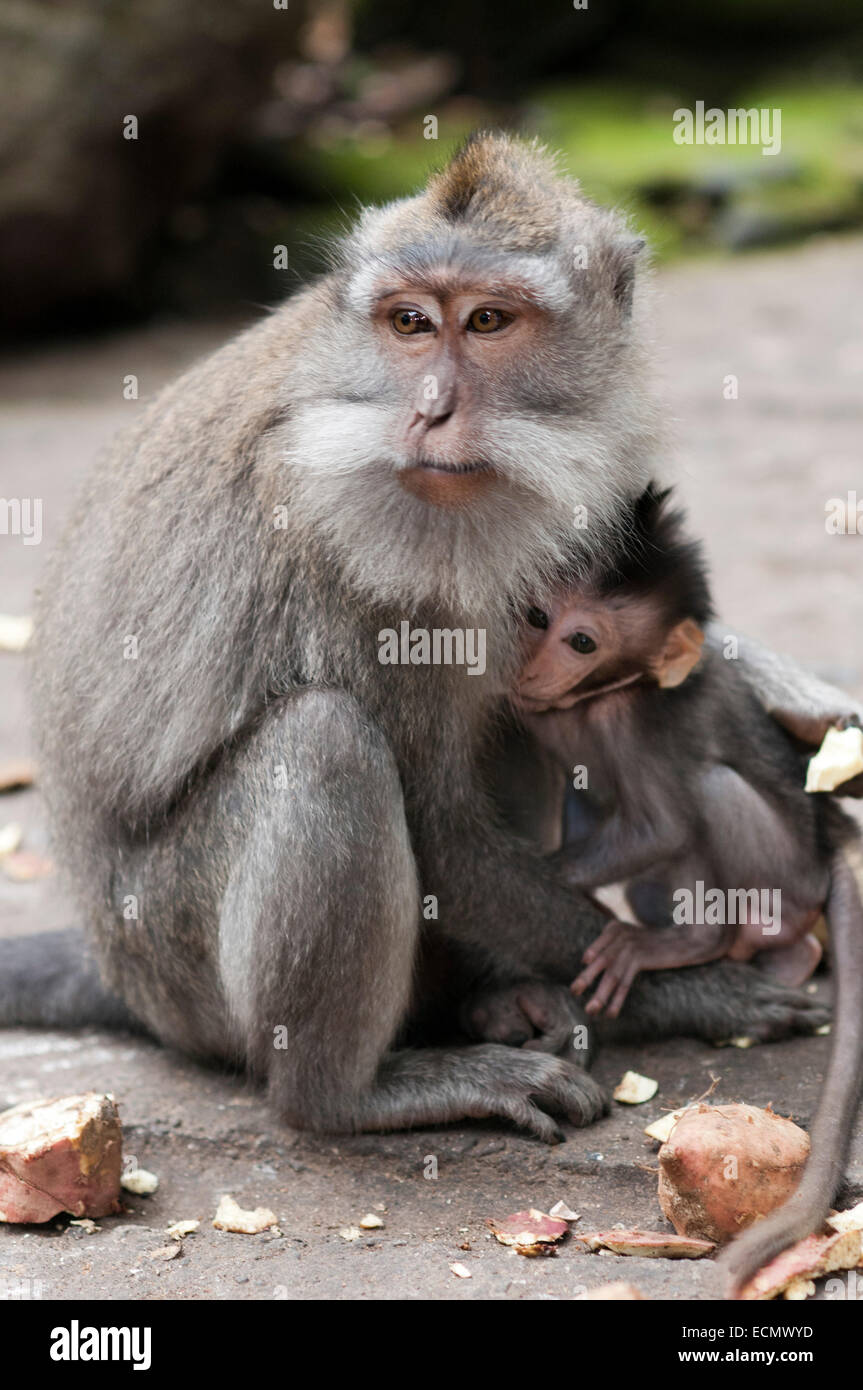 Long-tailed macaques female breastfeeding the baby (Macaca fascicularis ...