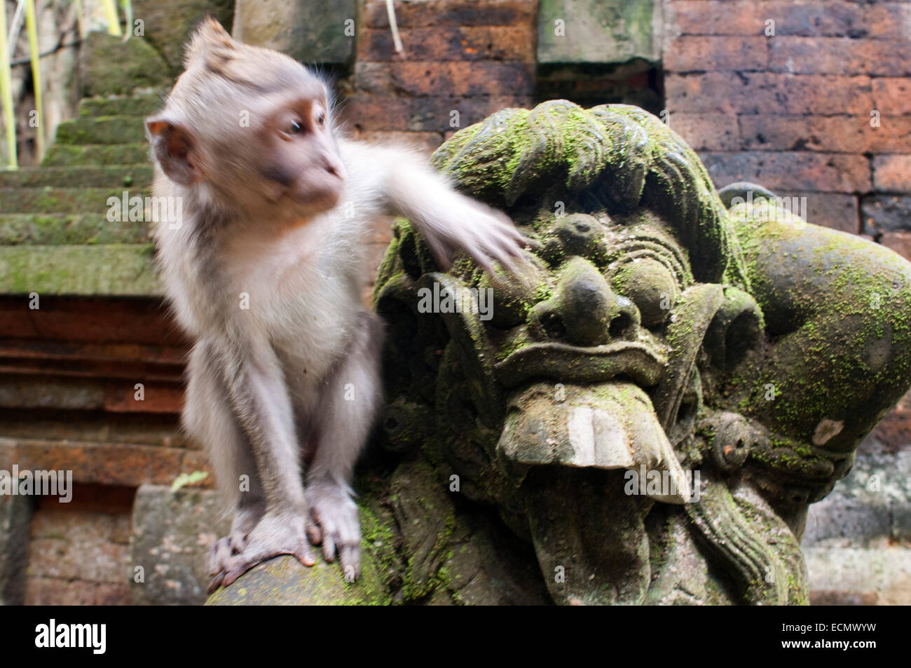 Monkeys having fun on stone statues of Hindu Holy Monkey Forest. Ubud ...