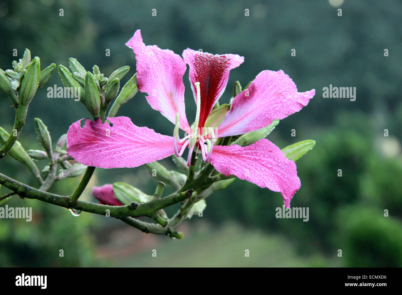 Close up of Loropetalum flower Stock Photo - Alamy