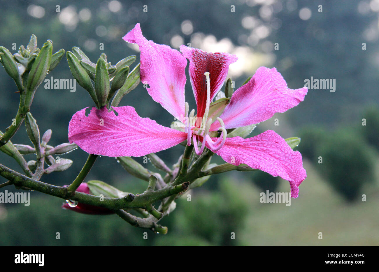 Close up of Loropetalum flower Stock Photo - Alamy