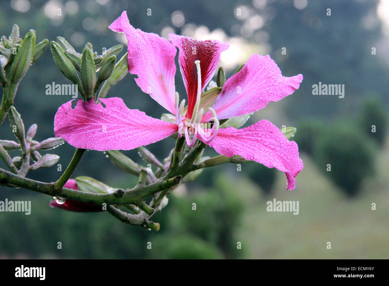 Close up of Loropetalum flower Stock Photo - Alamy