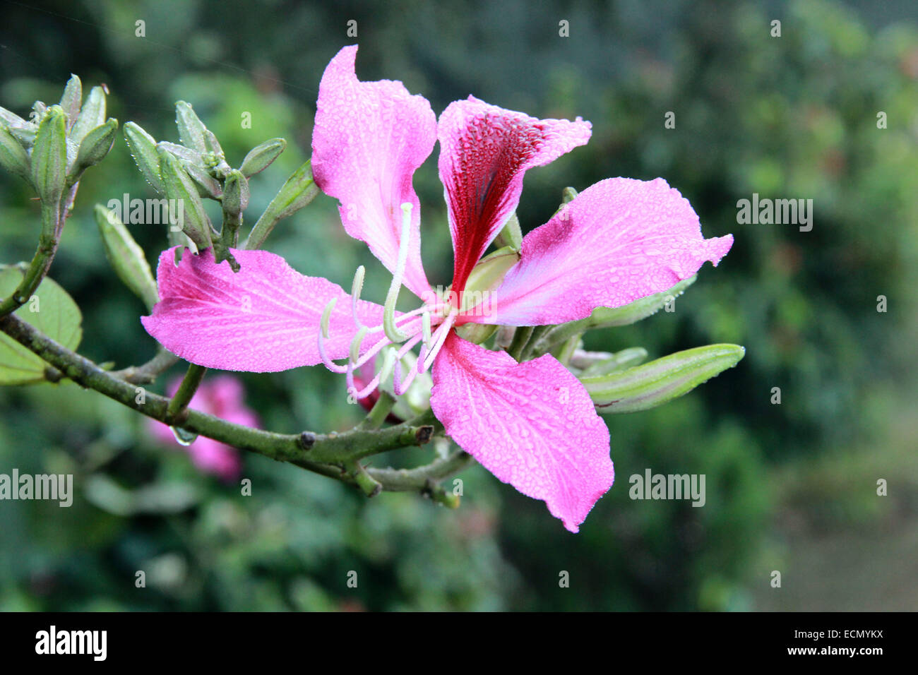 Loropetalum rubrum hi-res stock photography and images - Alamy