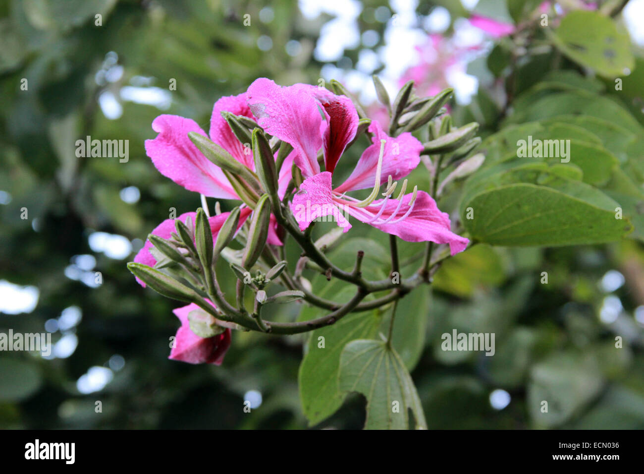 Close up of Loropetalum flower Stock Photo - Alamy