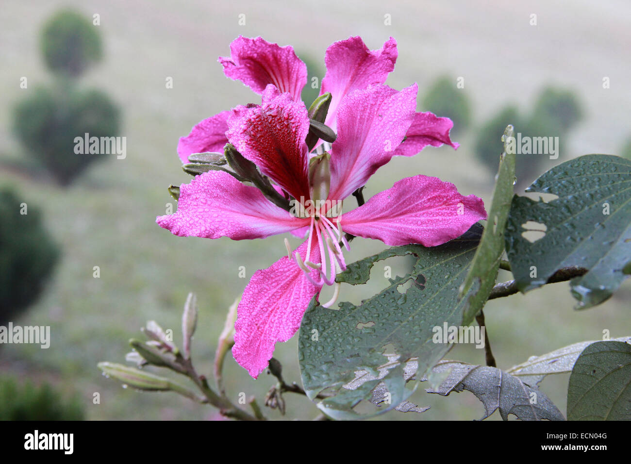 Close up of Loropetalum flower Stock Photo - Alamy