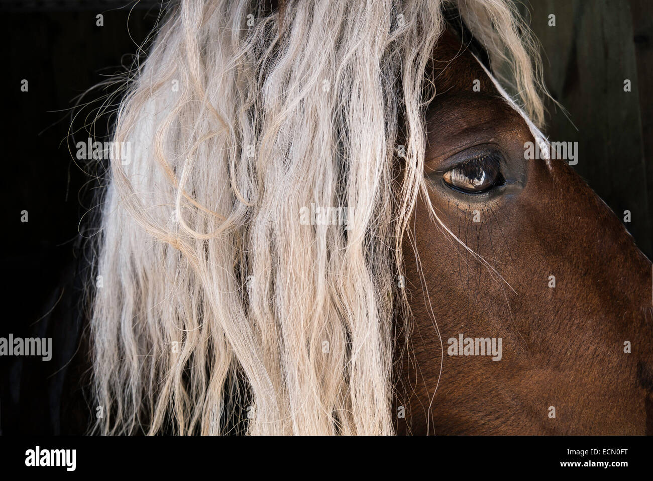 Horse with long mane hi-res stock photography and images - Alamy