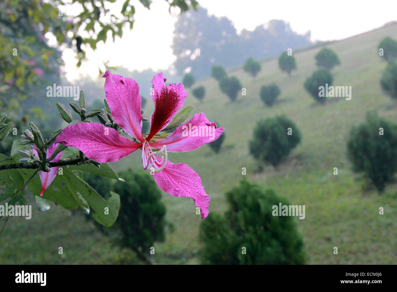Close up of Loropetalum flower Stock Photo - Alamy