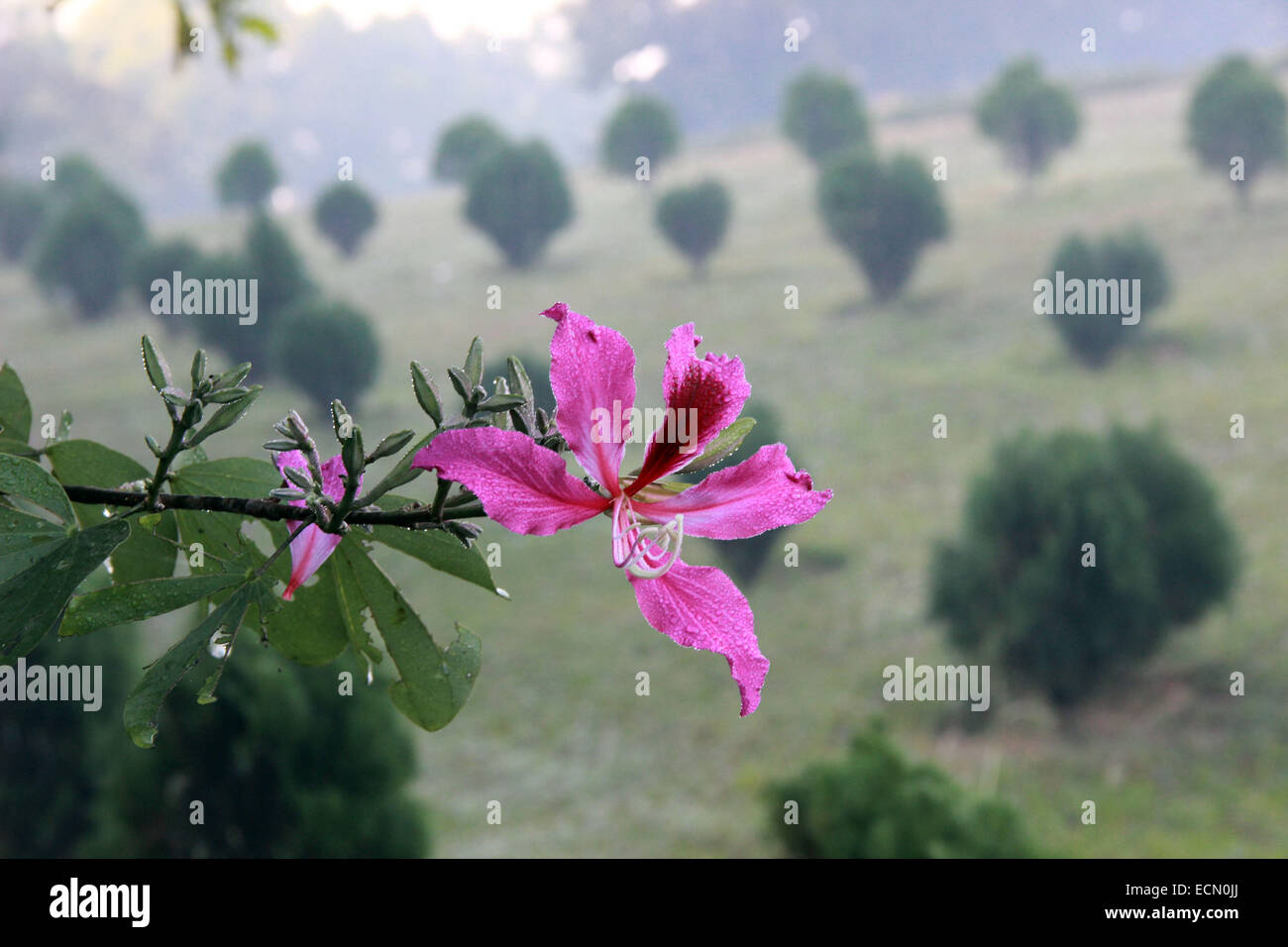 Close up of Loropetalum flower Stock Photo - Alamy