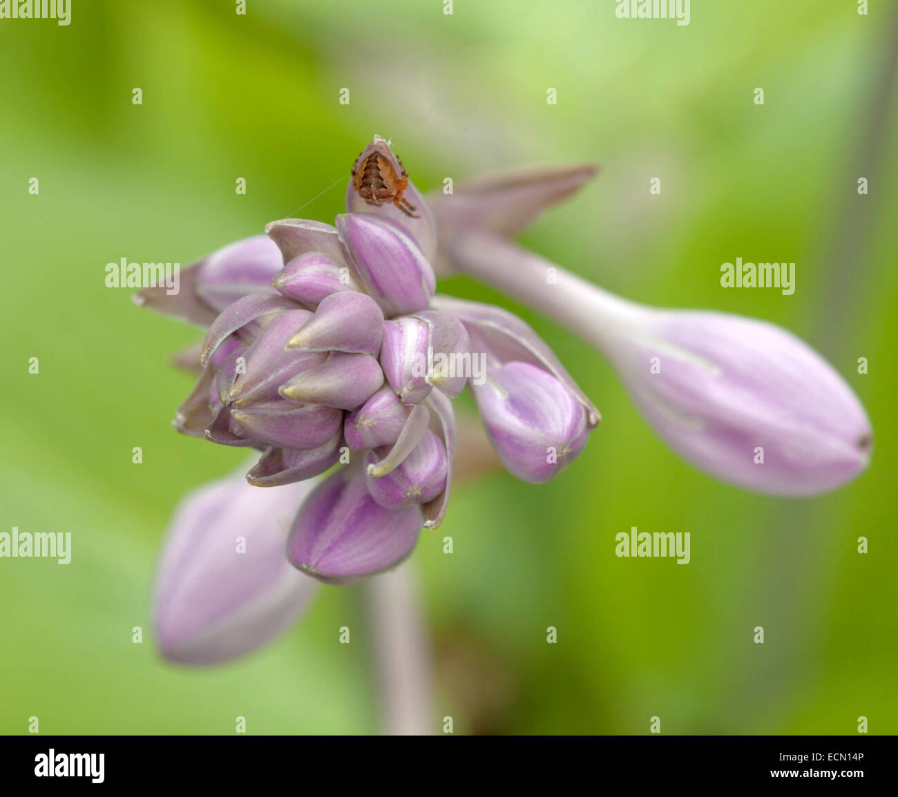 Hosta genus plants commonly hi-res stock photography and images - Alamy