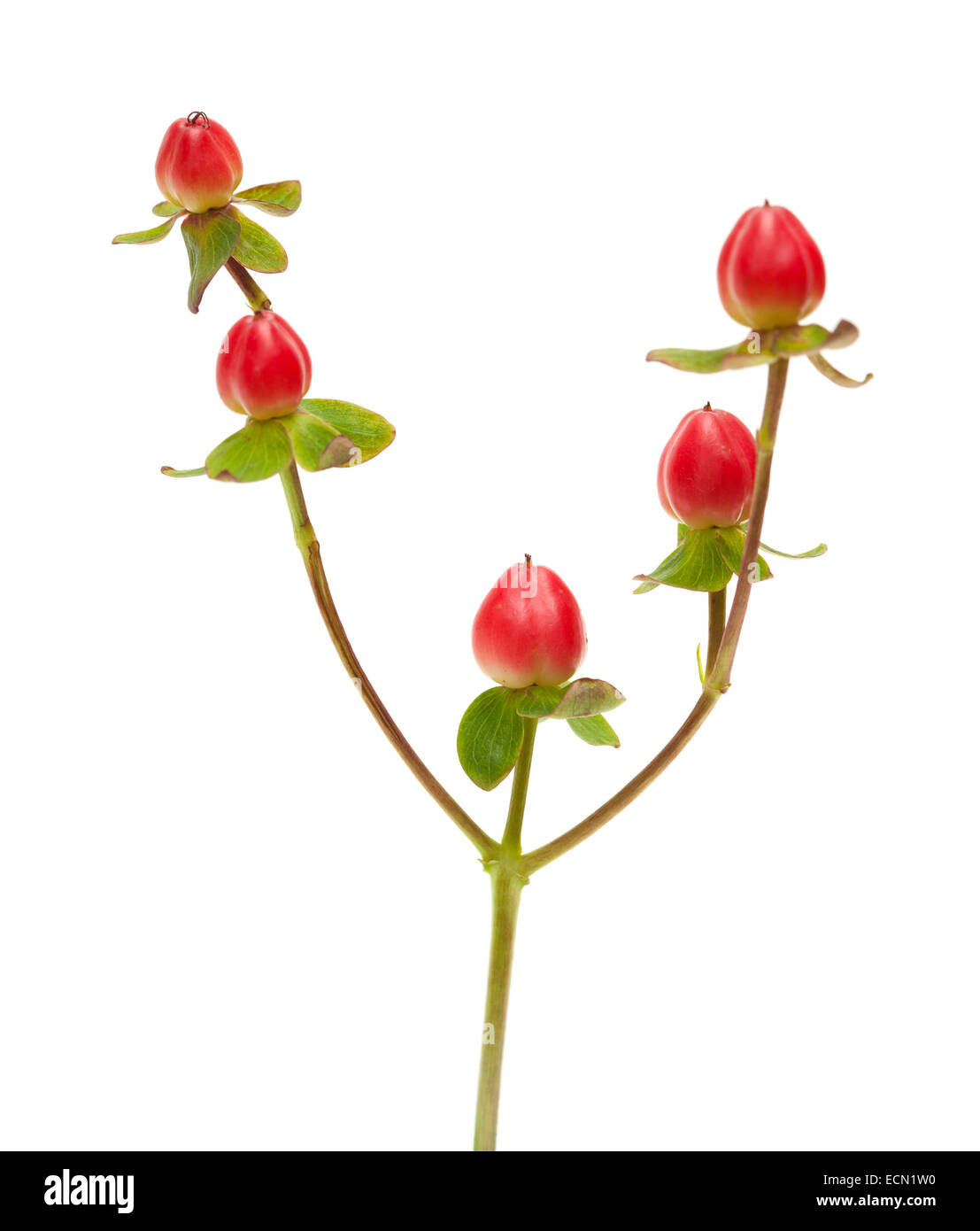 orange Hypericum berries isolated on white Stock Photo - Alamy