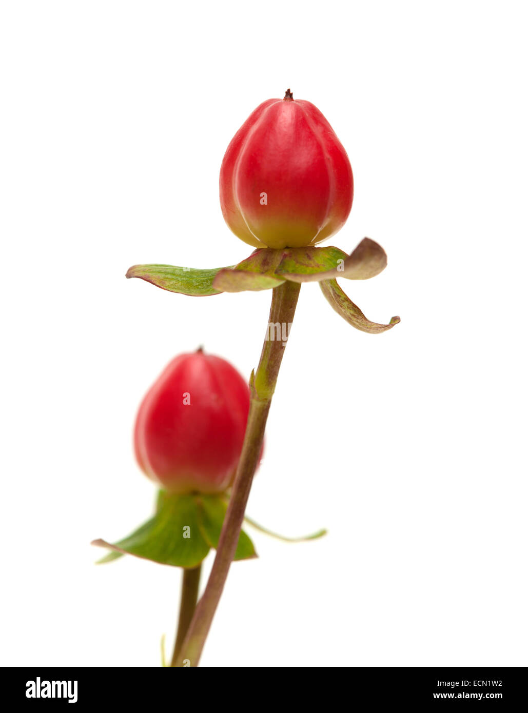Hypericum berries hi-res stock photography and images - Alamy