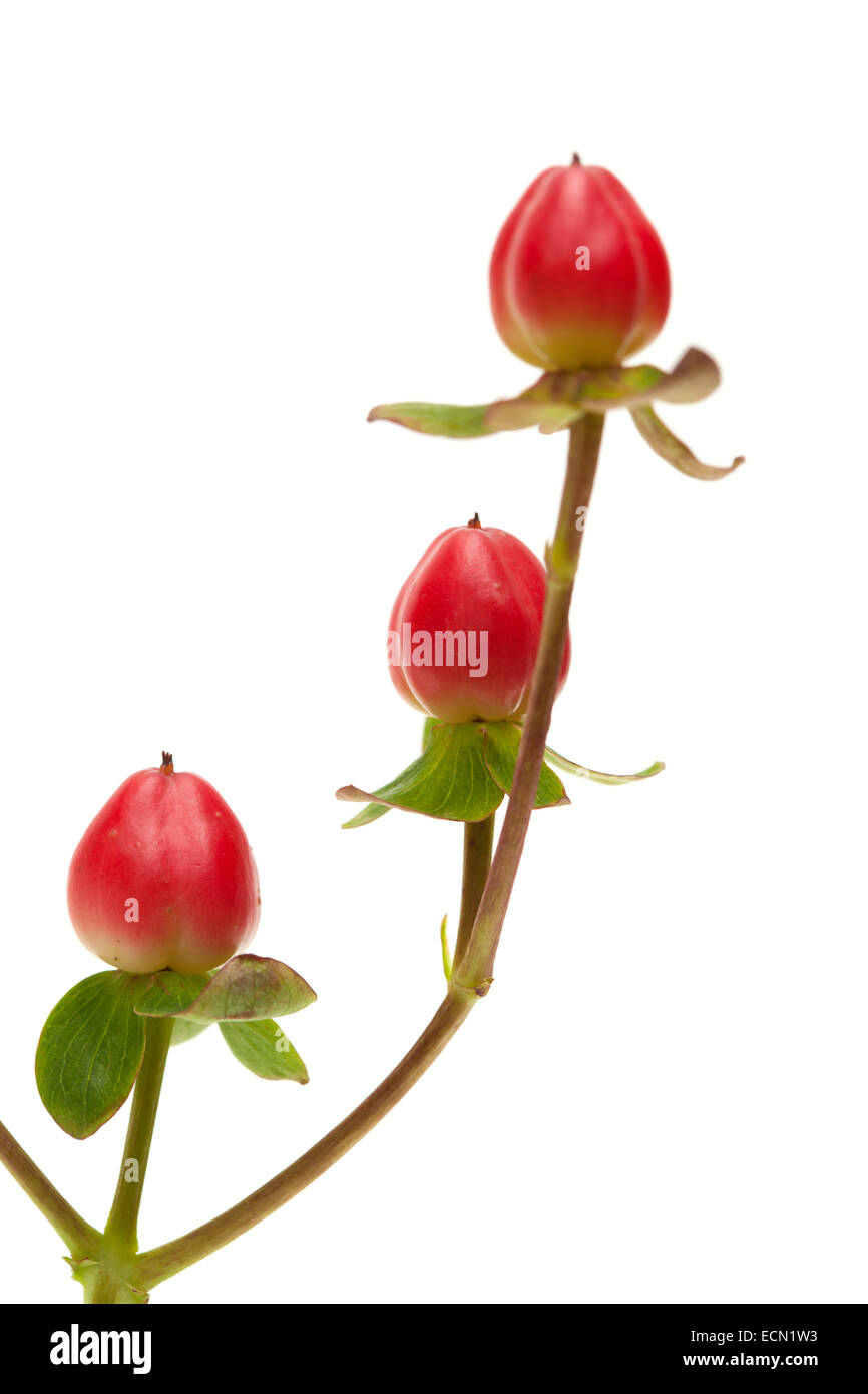Hypericum berries hi-res stock photography and images - Alamy