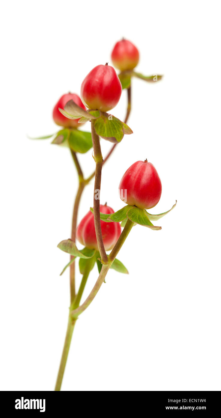 orange Hypericum berries isolated on white Stock Photo - Alamy