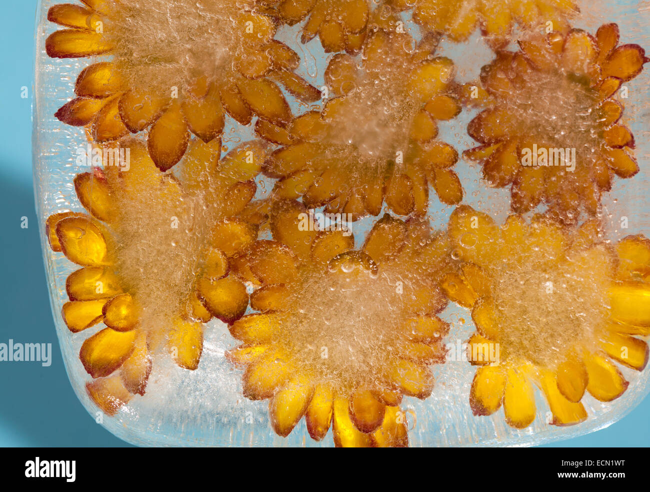 Chrysanthemum frozen into ice Stock Photo - Alamy