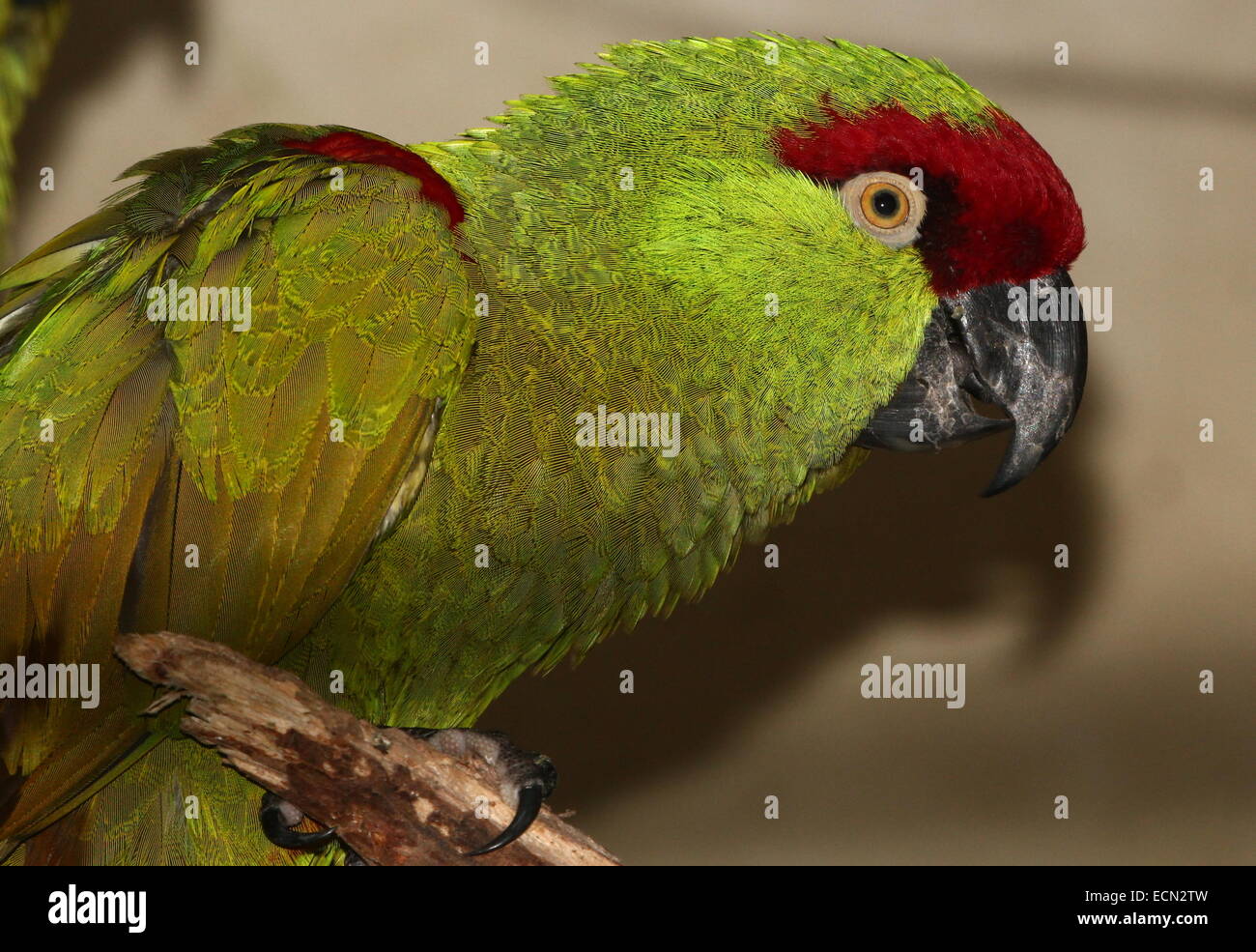 Cotorra serrana occidental hi-res stock photography and images - Alamy