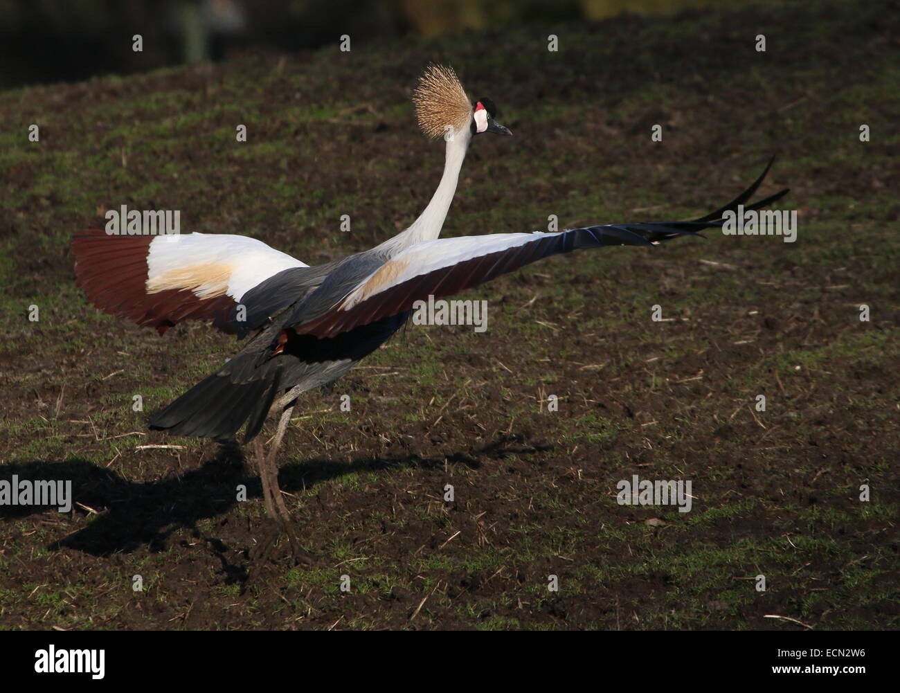 Crested crane flying hi-res stock photography and images - Alamy