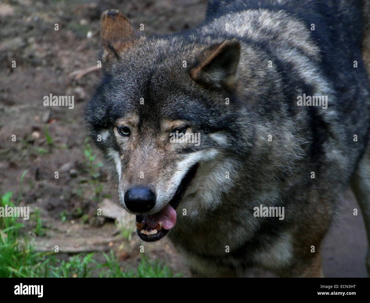 Eurasian Gray wolf (Canis lupus), close-up of the head, mouth-watering ...