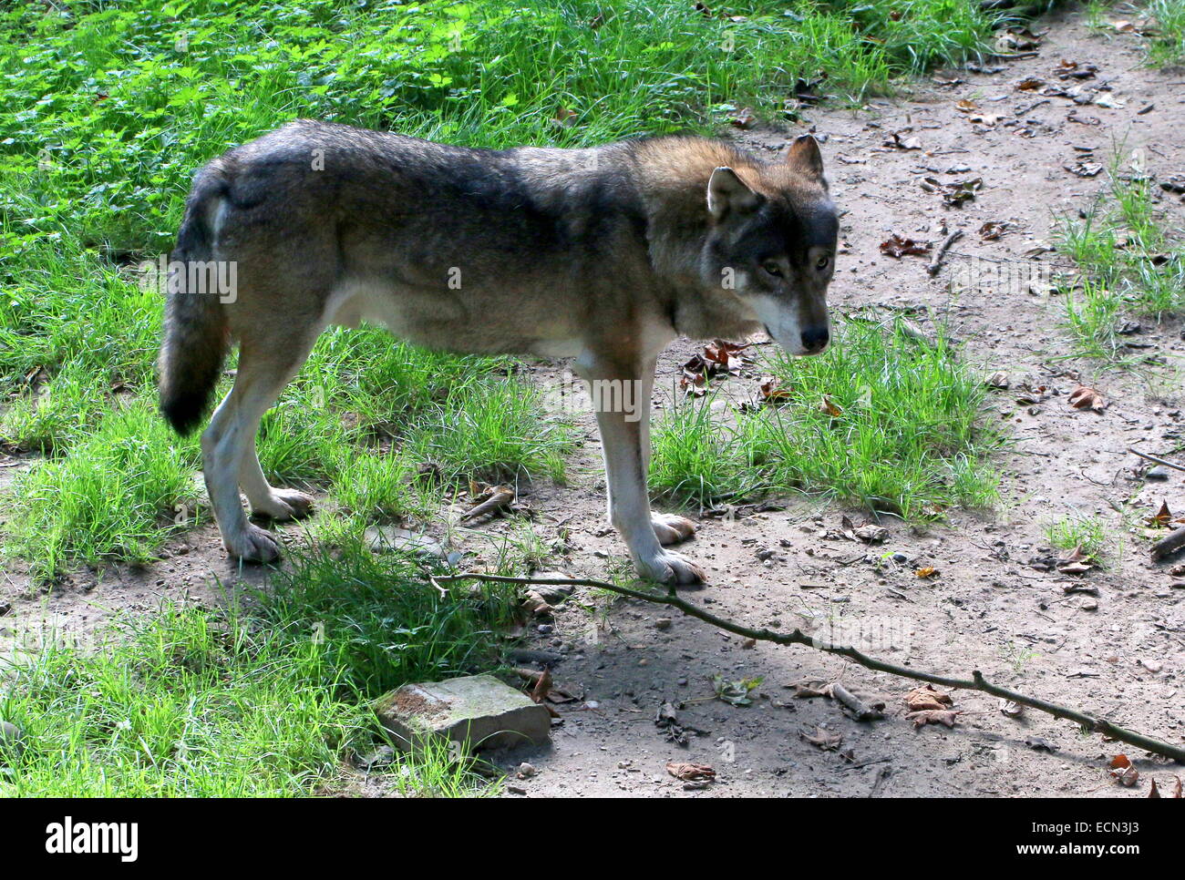 Eurasian Gray wolf (Canis lupus), seen in profile Stock Photo - Alamy