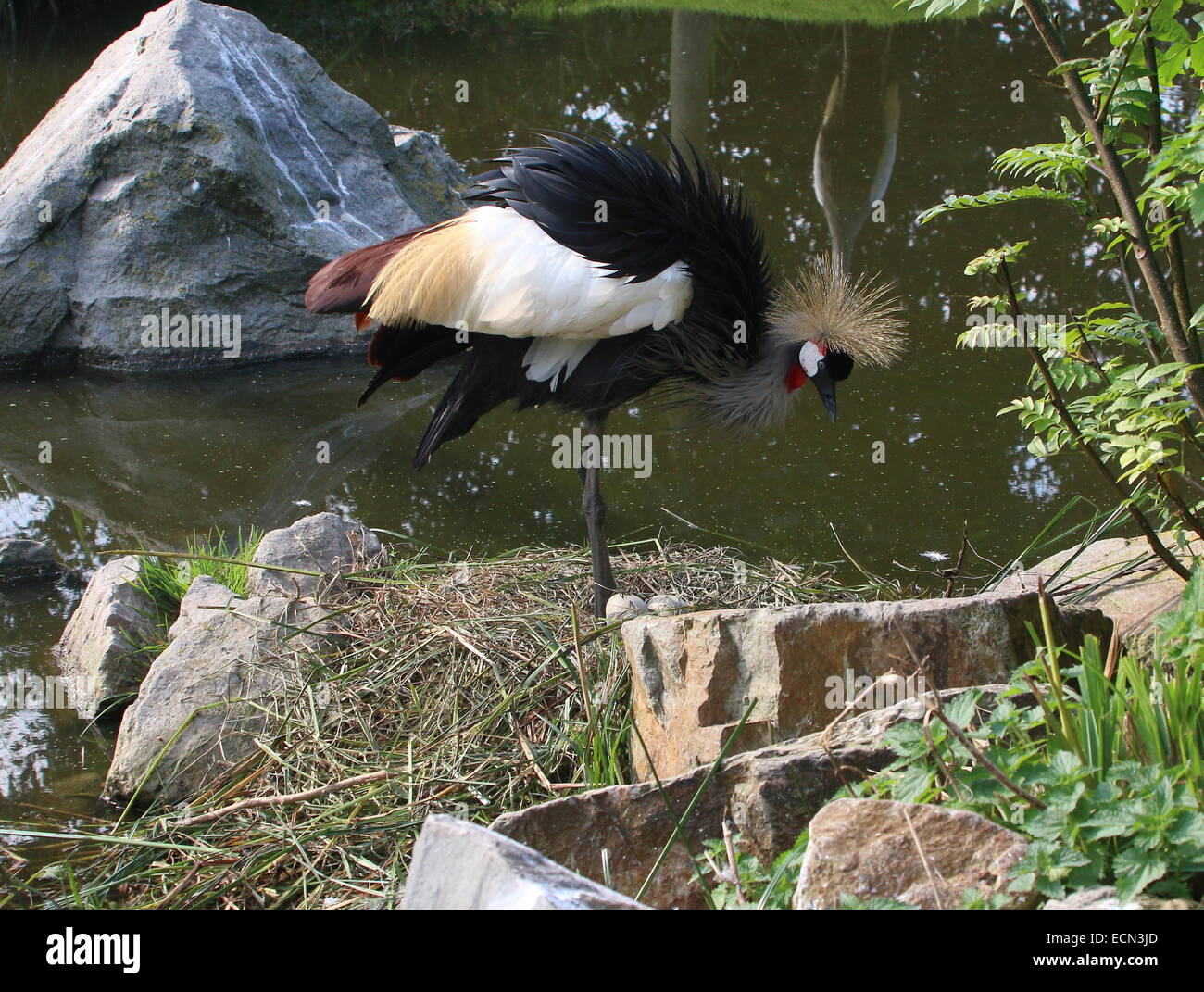 Nesting crane at nest hi-res stock photography and images - Alamy