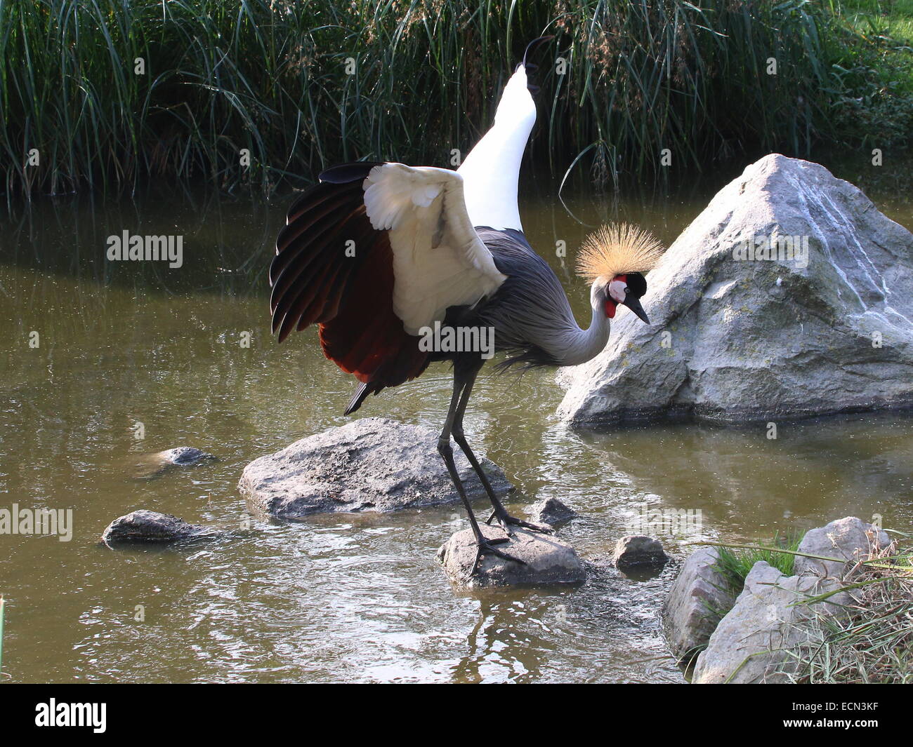 Jumping off a crane hi-res stock photography and images - Alamy