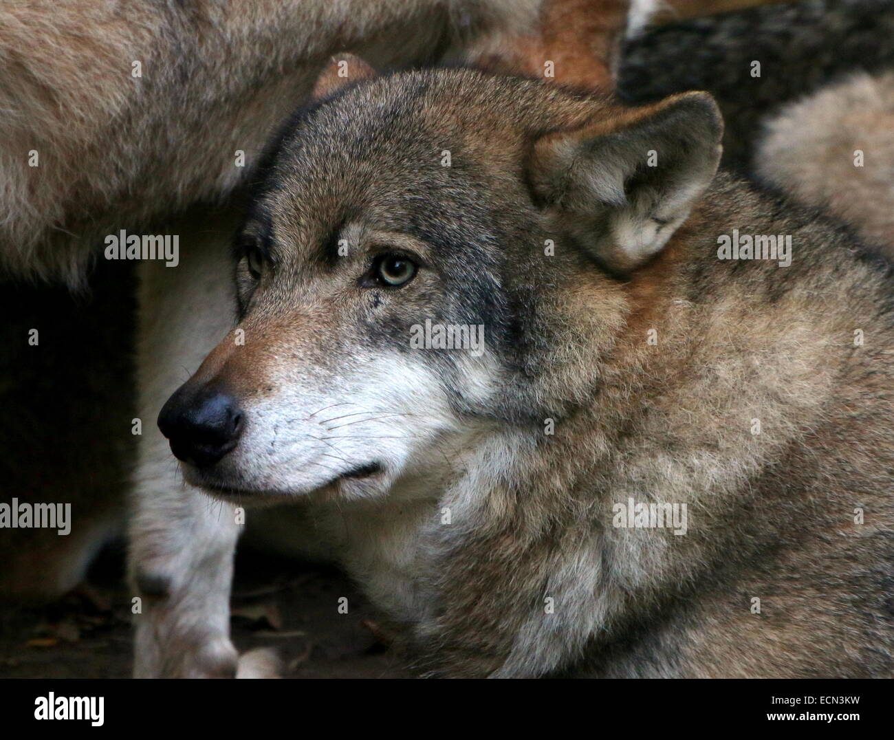 Eurasian Gray wolf (Canis lupus), close-up of the head while resting ...