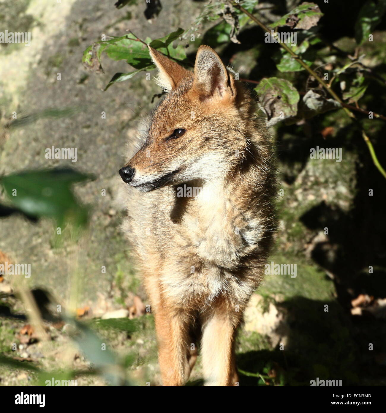 Golden Jackal Europe High Resolution Stock Photography and Images - Alamy