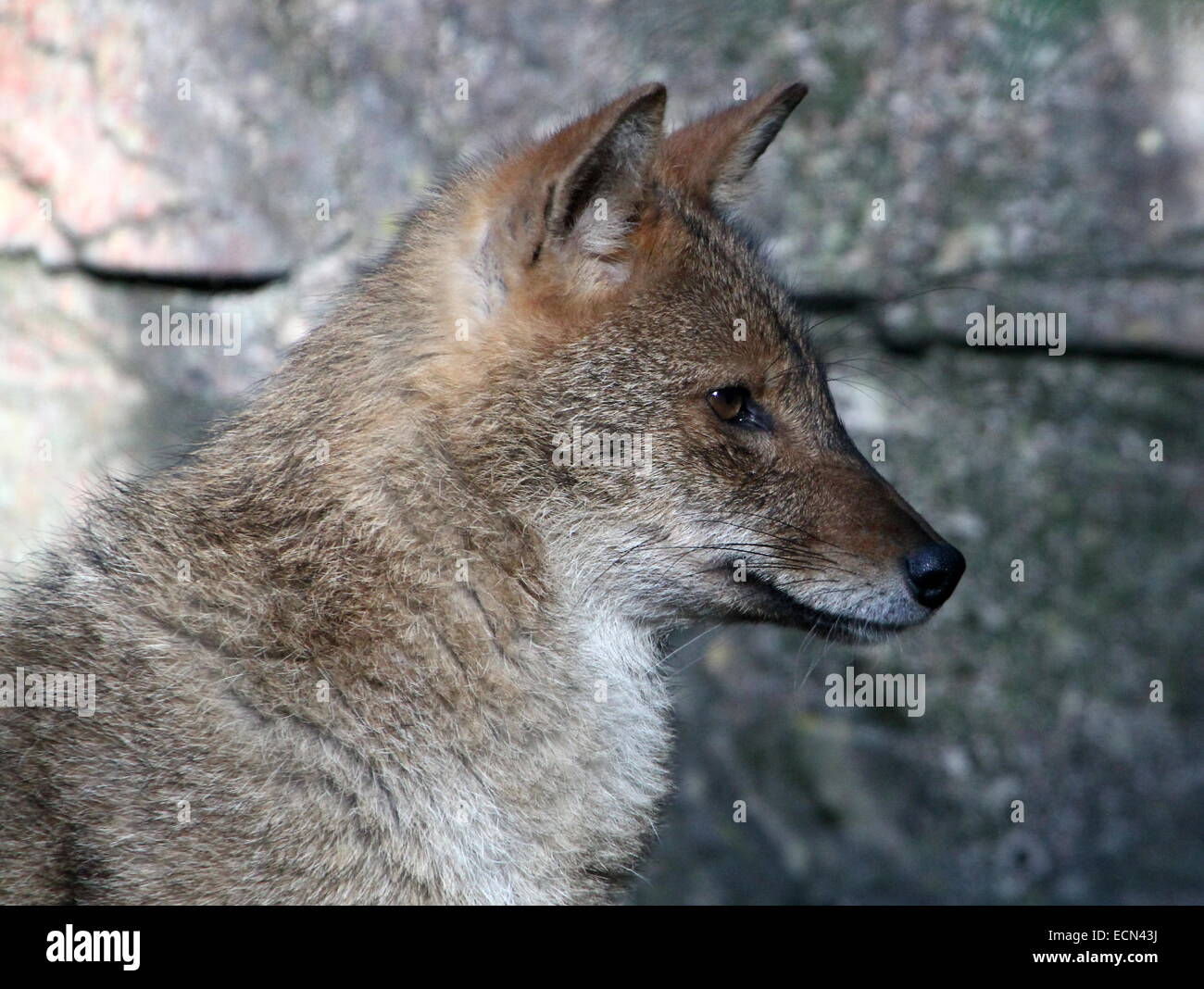 Common or Golden jackal (Canis aureus) close-up of the head, seen in ...