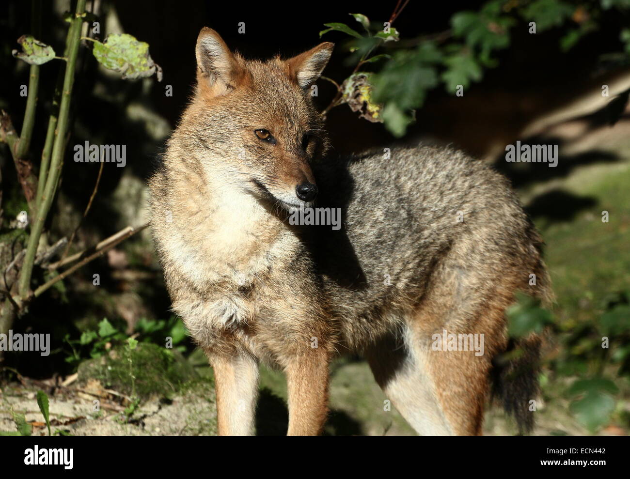 Common or Golden jackal (Canis aureus Stock Photo - Alamy
