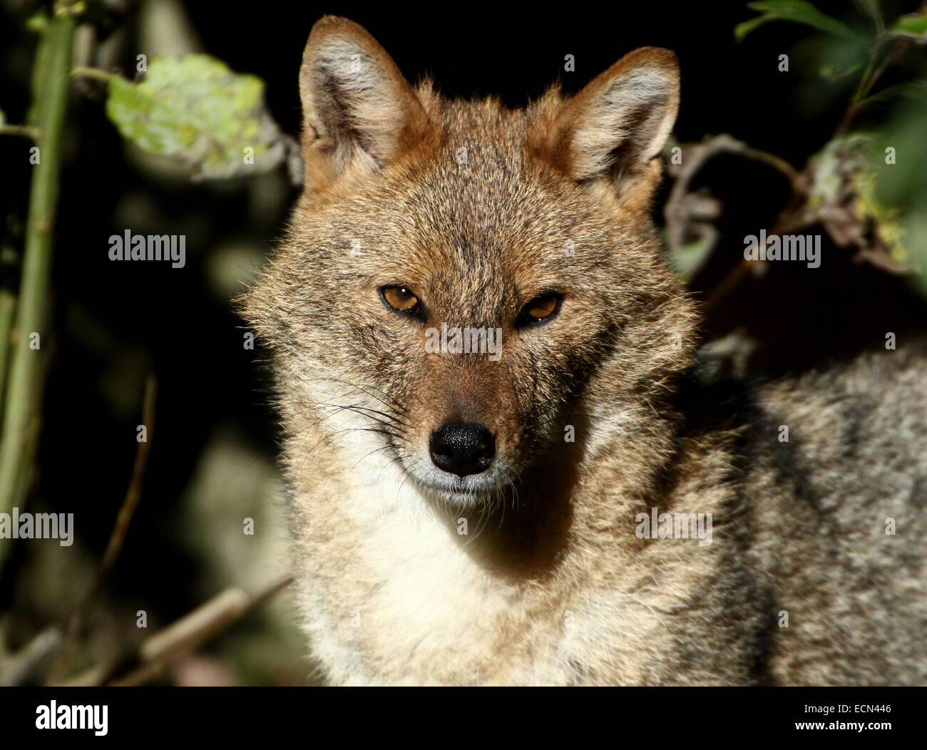 Mature Eurasian Common or Golden jackal (Canis aureus) close-up of the ...