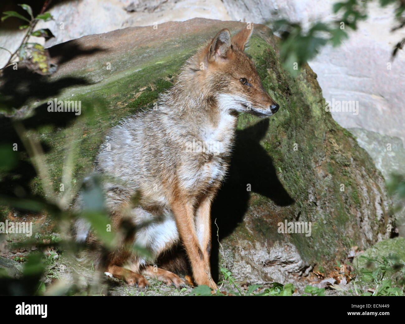 Common or Golden jackal ( Canis aureus) posing in the sun Stock Photo ...