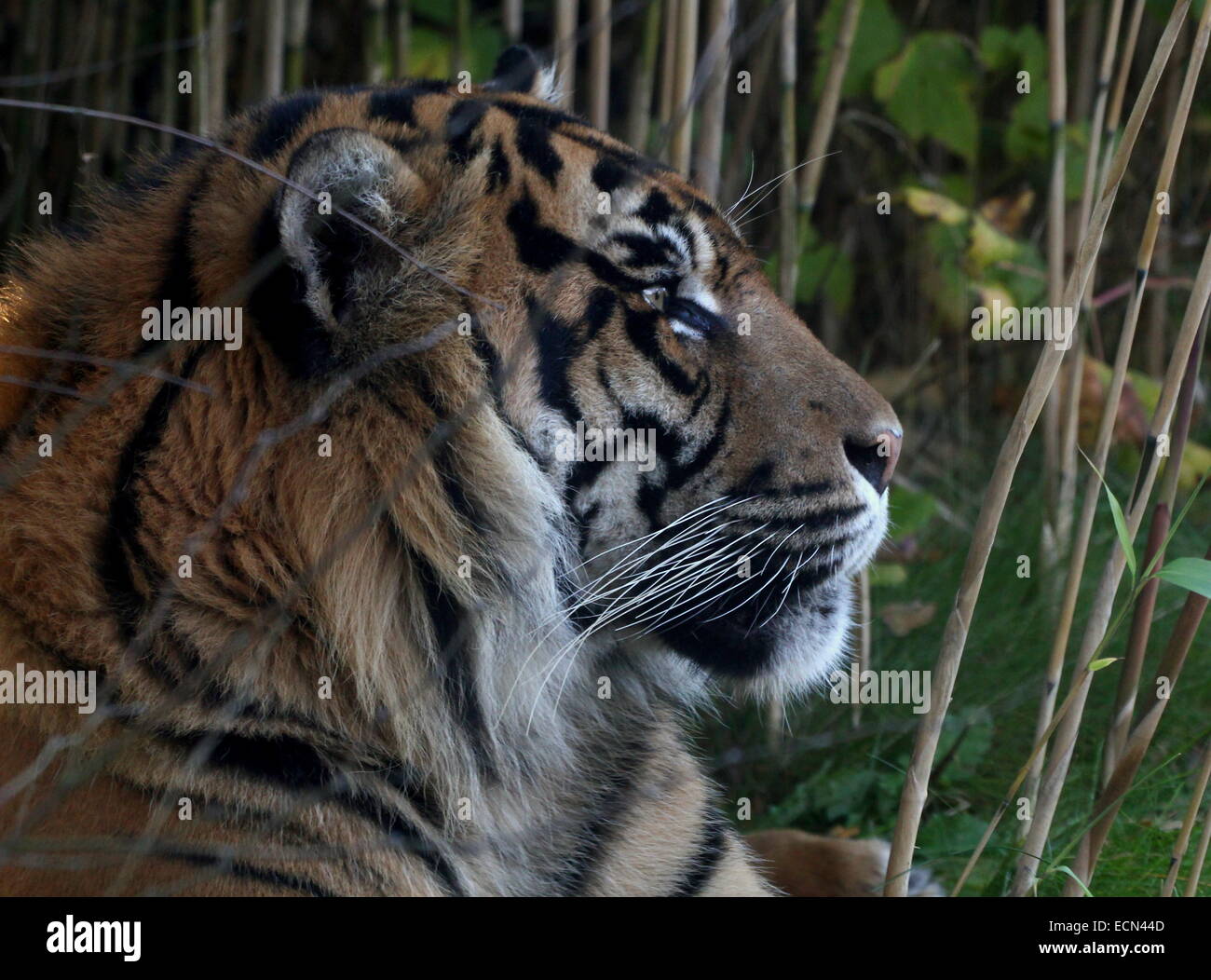 Hidden tiger hi-res stock photography and images - Alamy