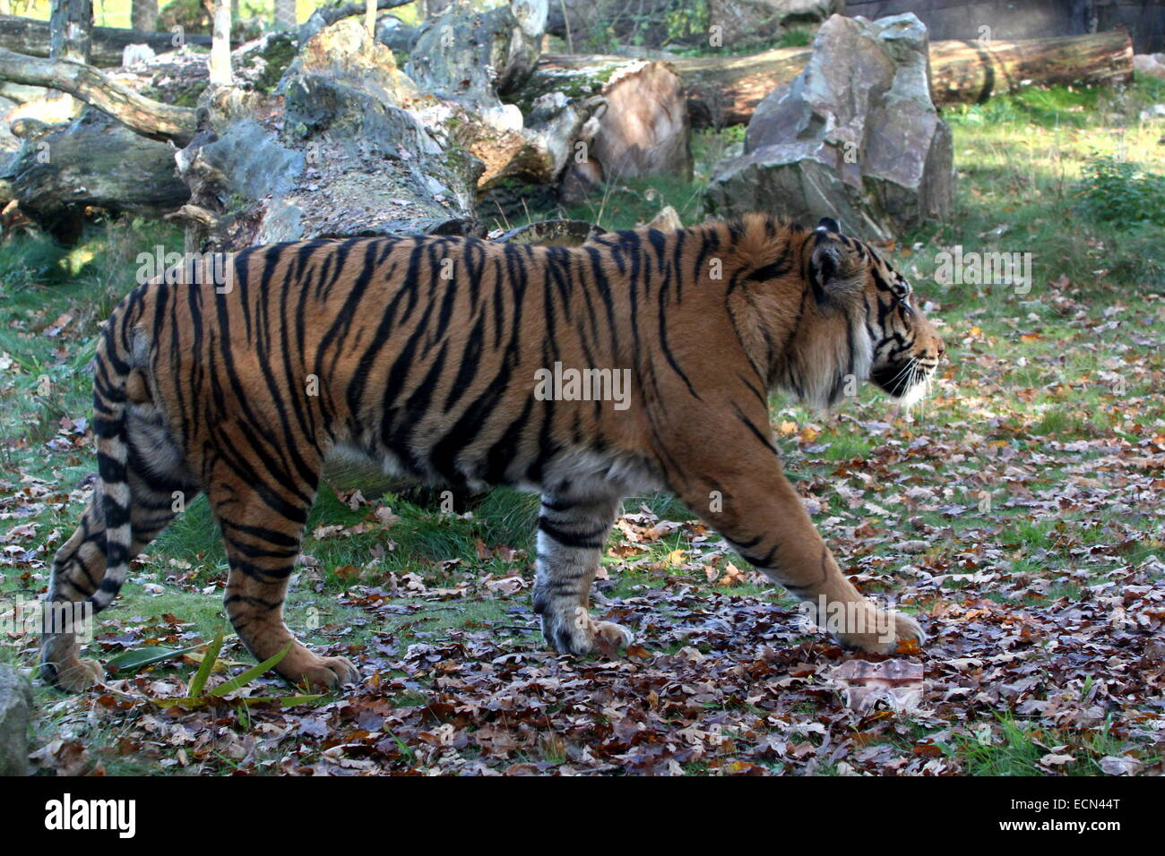 Sumatran tiger (Panthera tigris sumatrae) walking past at close range ...