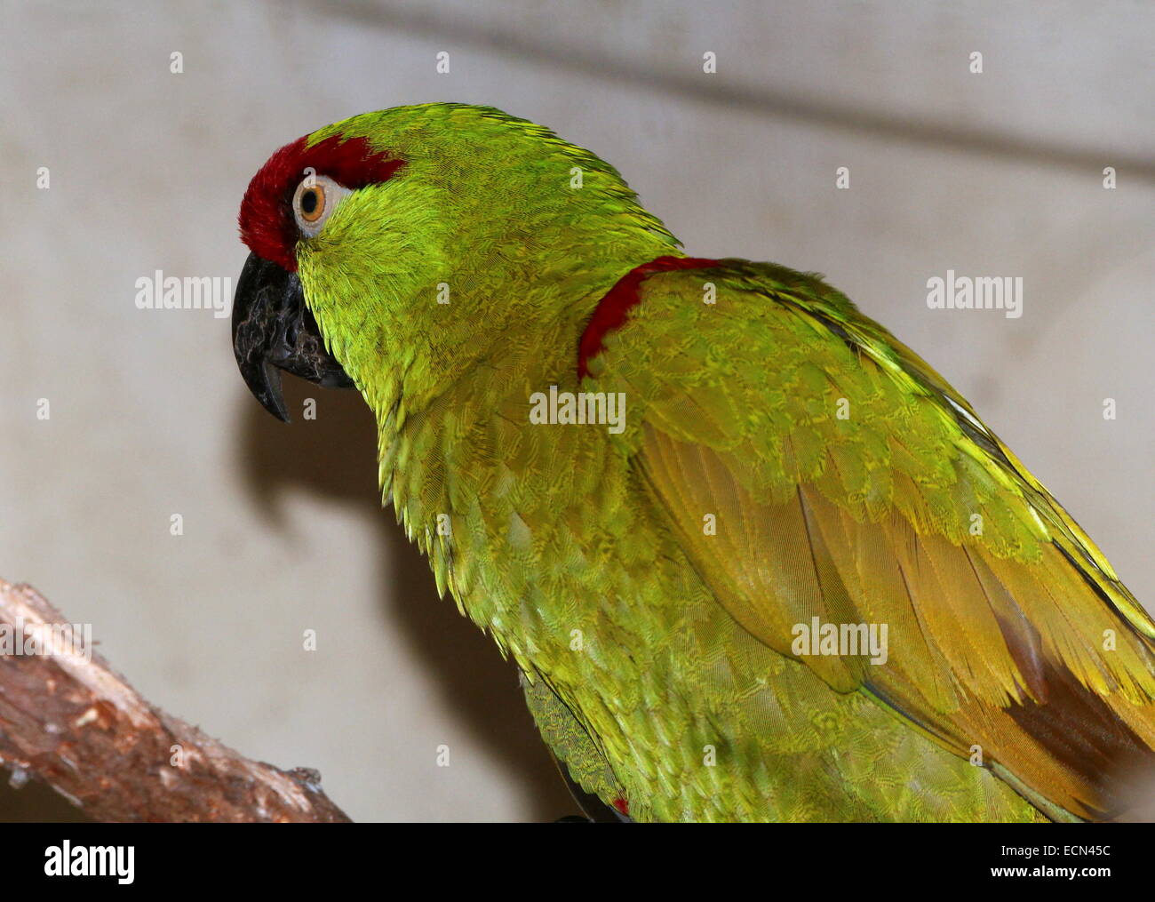 Thick billed parrot hi-res stock photography and images - Alamy