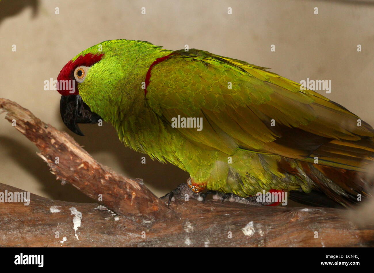 Thick billed parrot hi-res stock photography and images - Alamy