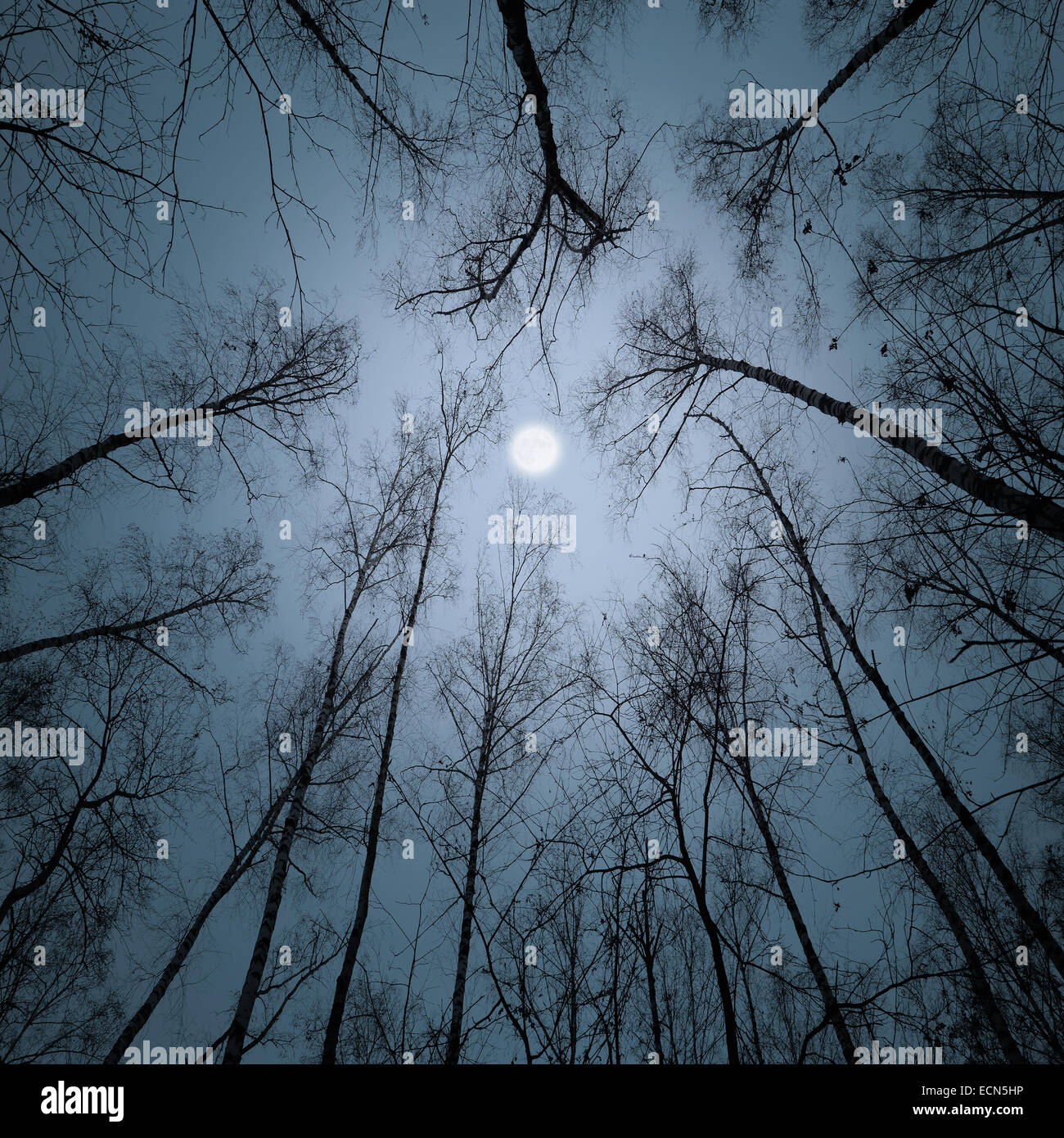 Cold autumn night in the deep forest Stock Photo - Alamy