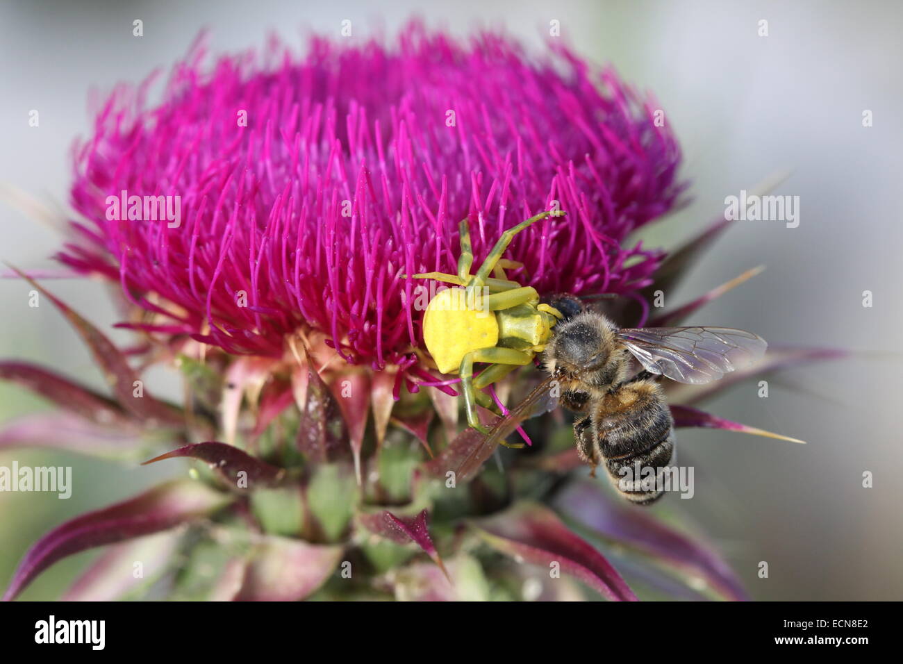 Flower spider and its prey Stock Photo - Alamy