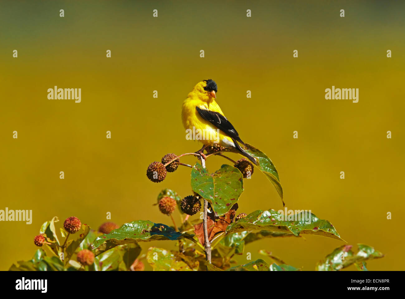 Eastern goldfinch hi-res stock photography and images - Alamy