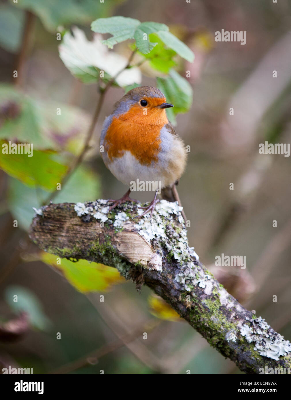 Robin on tree log hi-res stock photography and images - Alamy