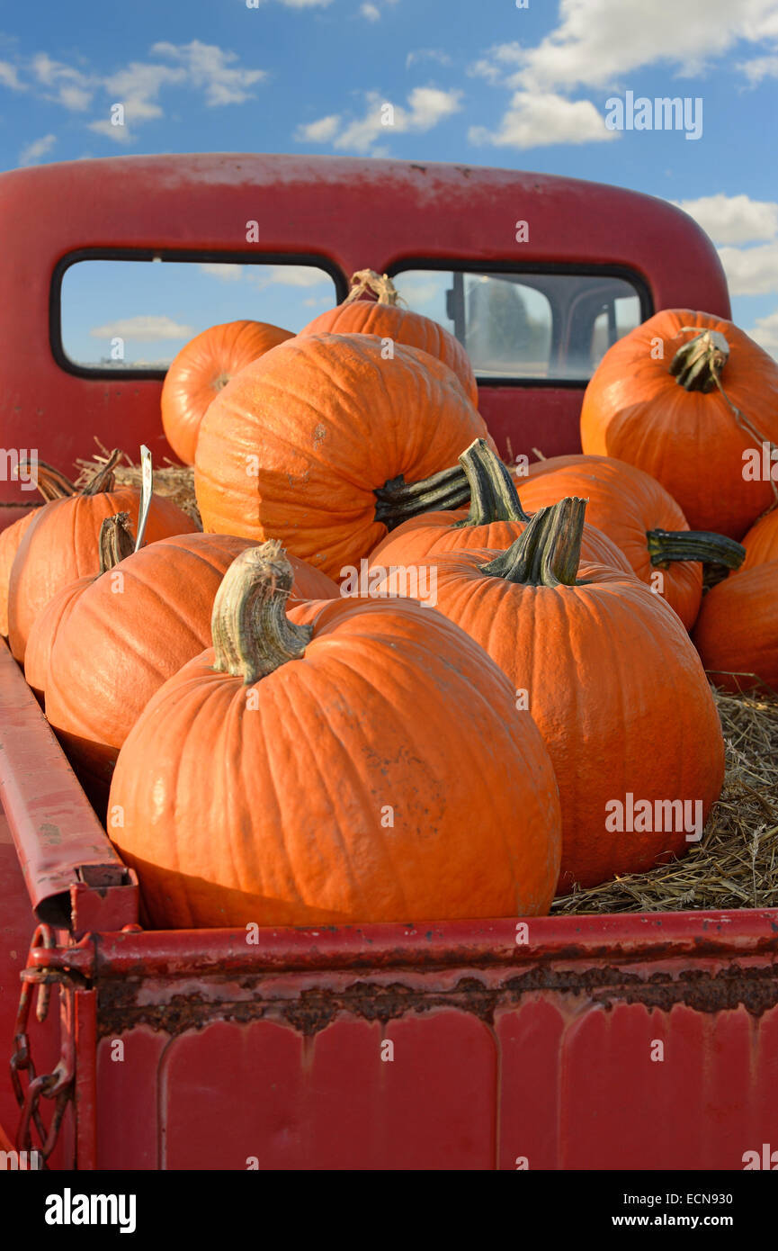 Pumpkins on back of vintage pickup truck Stock Photo - Alamy