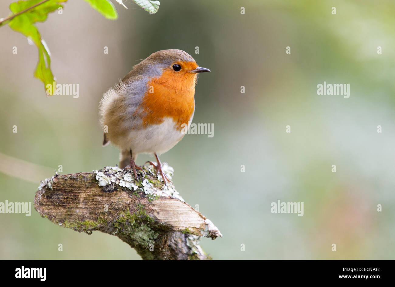 European robin in woodland natural setting perched on a natural branch ...