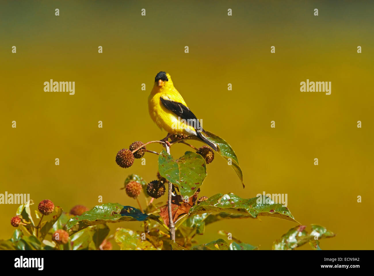 An American Goldfinch sits perched on top of a shrub in Southern ...