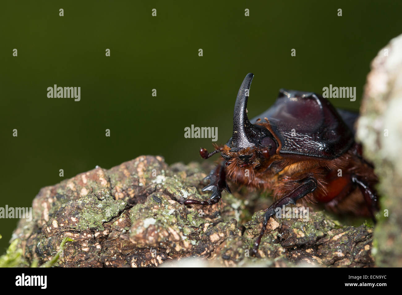 Le scarabee rhinoceros europeen hi-res stock photography and images - Alamy